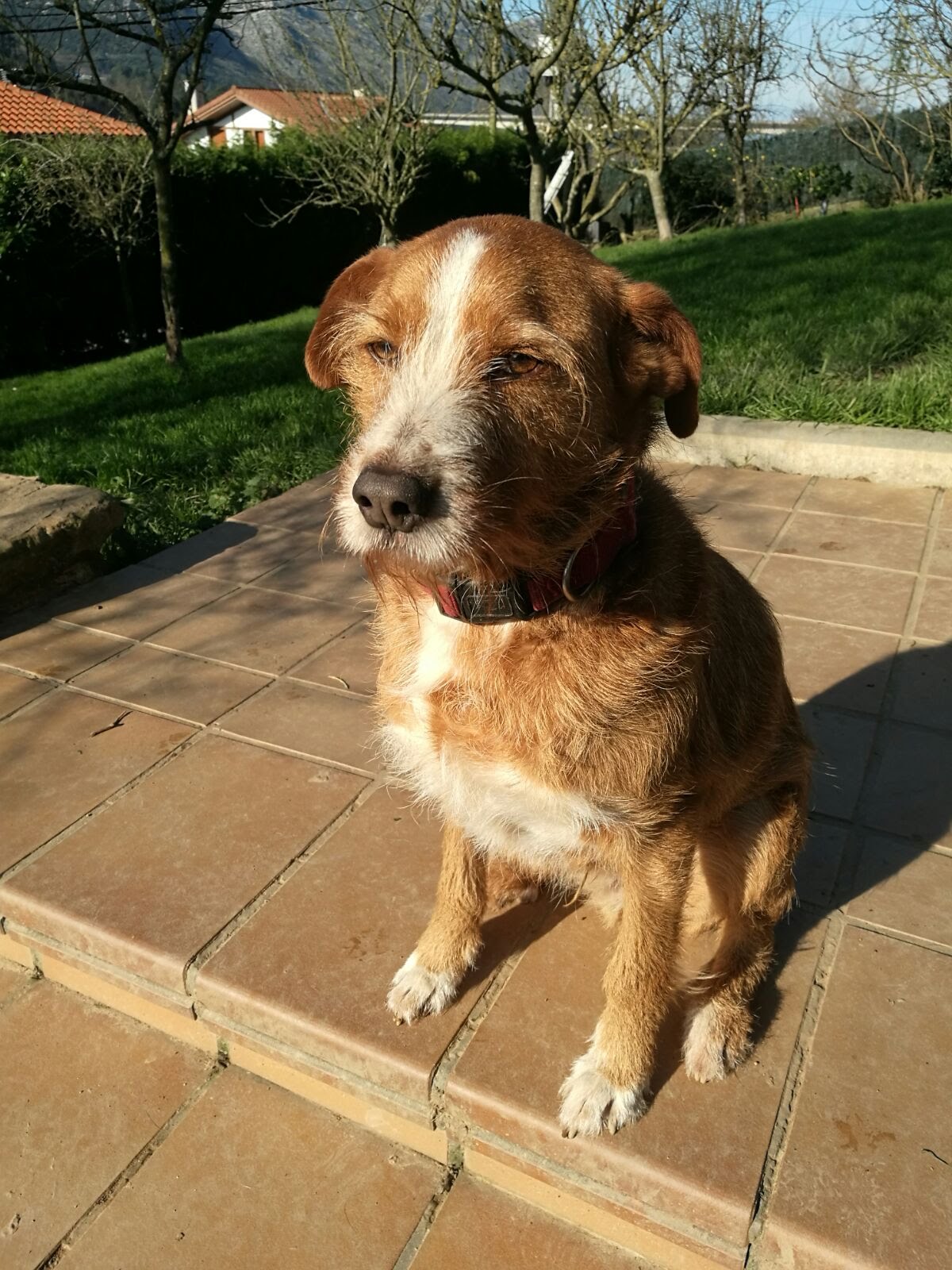 Apadrina un perro - Asociación Protectora de Animales Puppy Bilbao