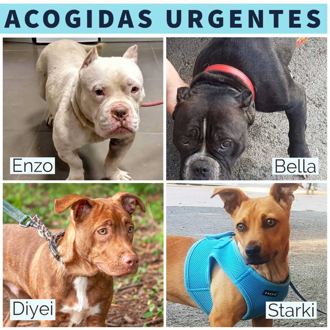 Perros en adopción - Asociación Protectora de Animales Puppy Bilbao