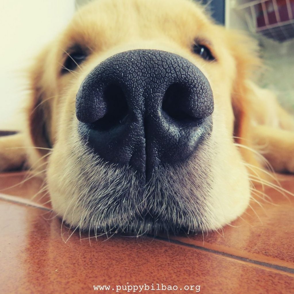 La nariz de tu perro es única - Asociación Protectora de Animales Puppy ...